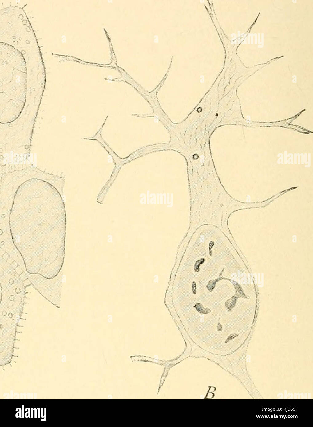 . The cell in development and inheritance. Cells. 20 GENERAL SKETCH OF ...