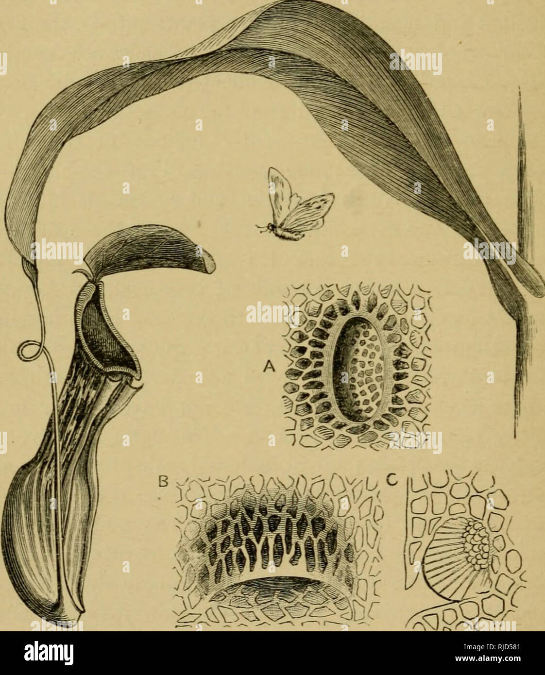 Digestive gland from interior of pitcher hi-res stock photography and ...