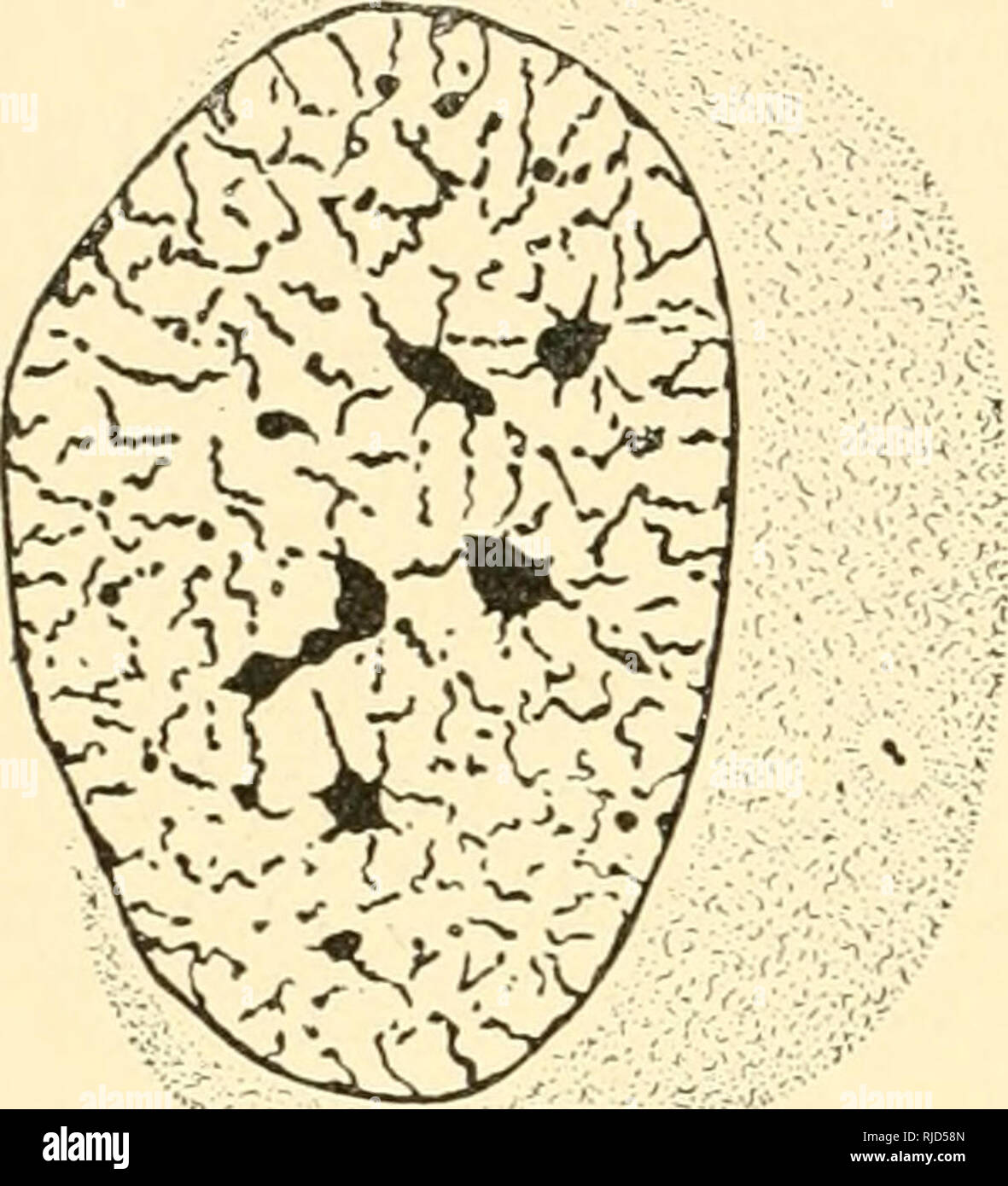 Onion Root Cytoplasm