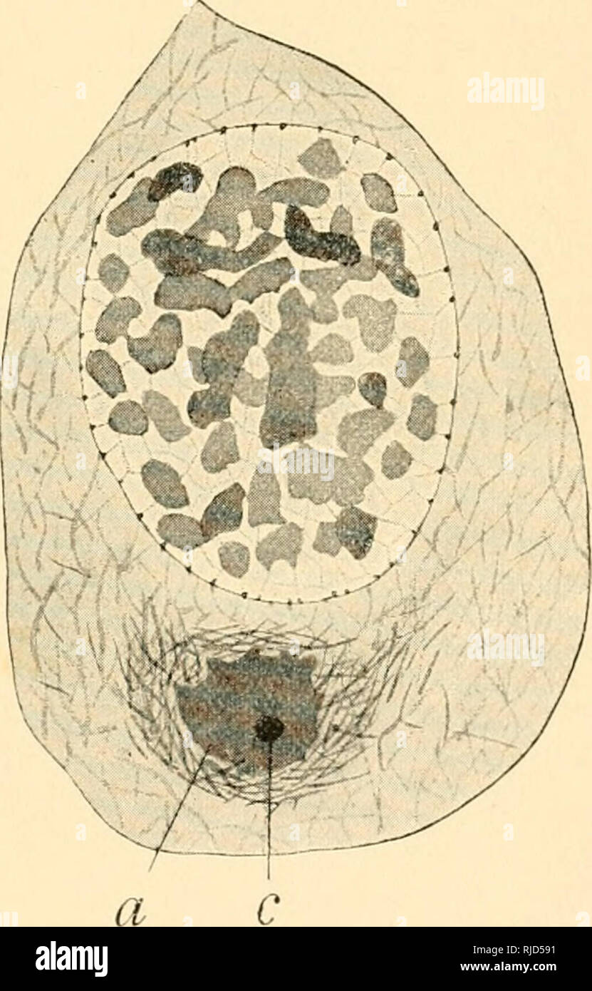. The cell in development and inheritance. Cells. GENERAL MORPHOLOGY OE ...