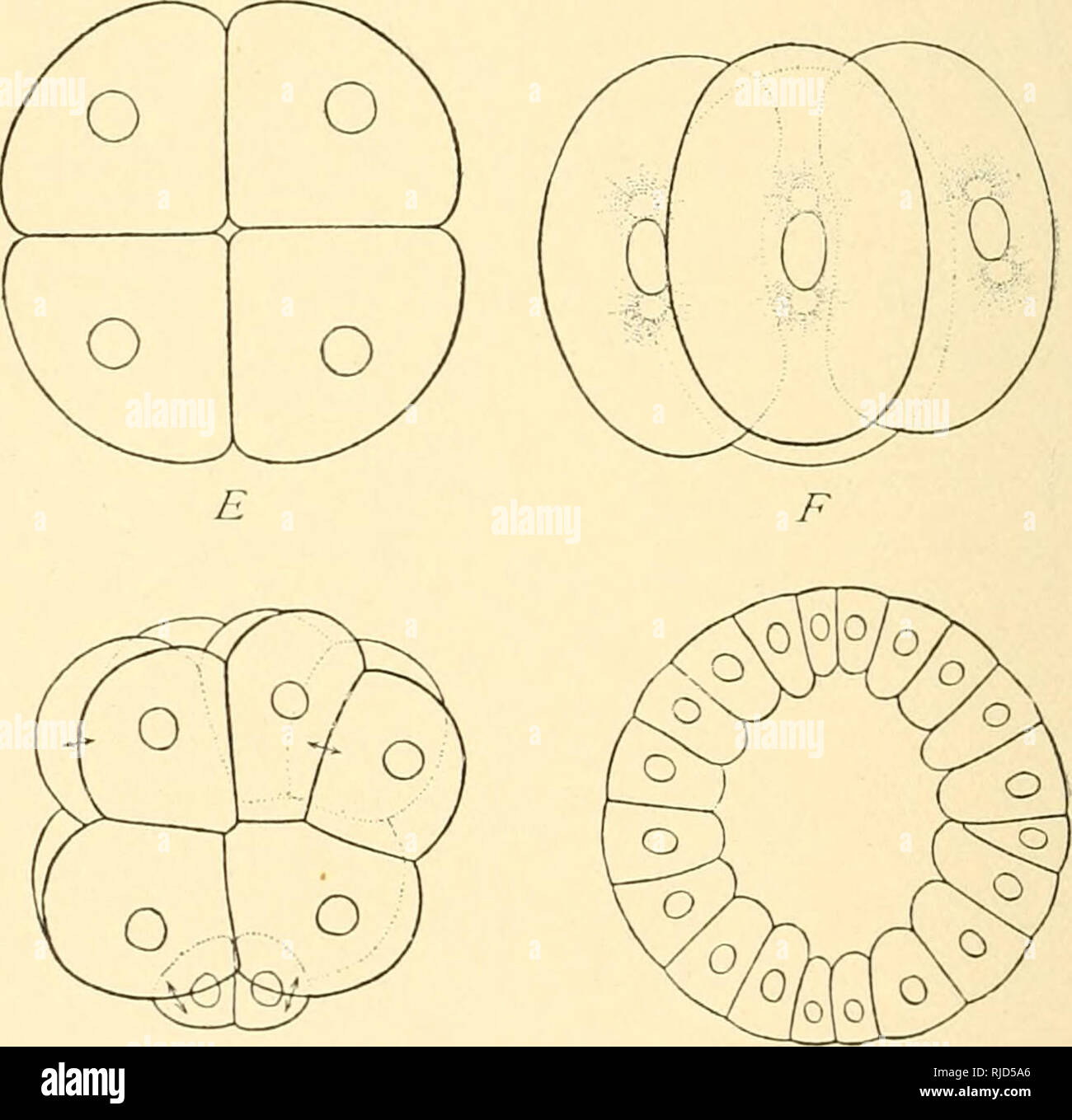 Sea urchin two cell embryo hi-res stock photography and images - Alamy