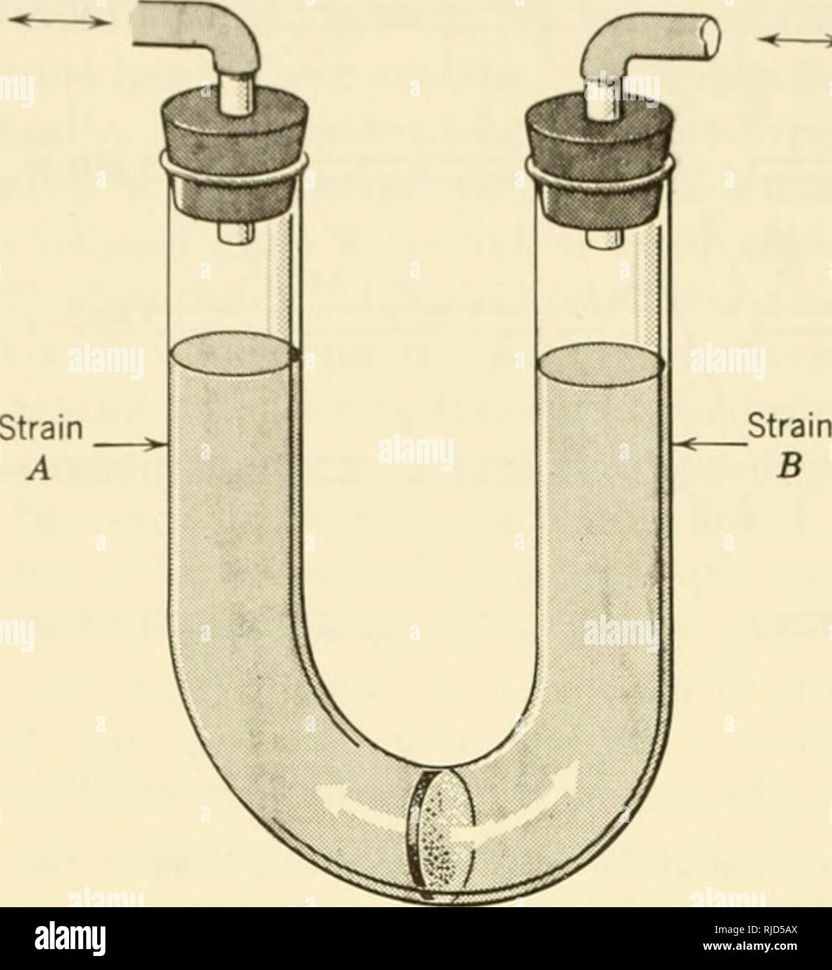 Mating Bacteria High Resolution Stock Photography and Images - Alamy