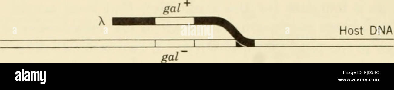 . Cell heredity. Cytogenetics. 130 CELL HEREDITY Host DNA. FIGURE 5.11 ...