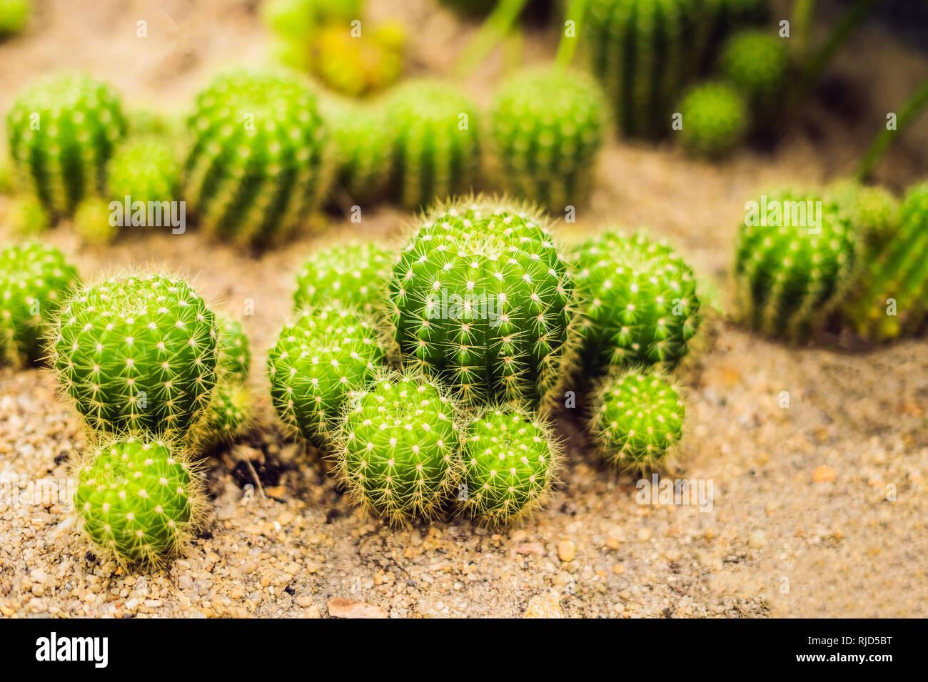 Closeup view of green cactus as a background, top view, texture Stock ...