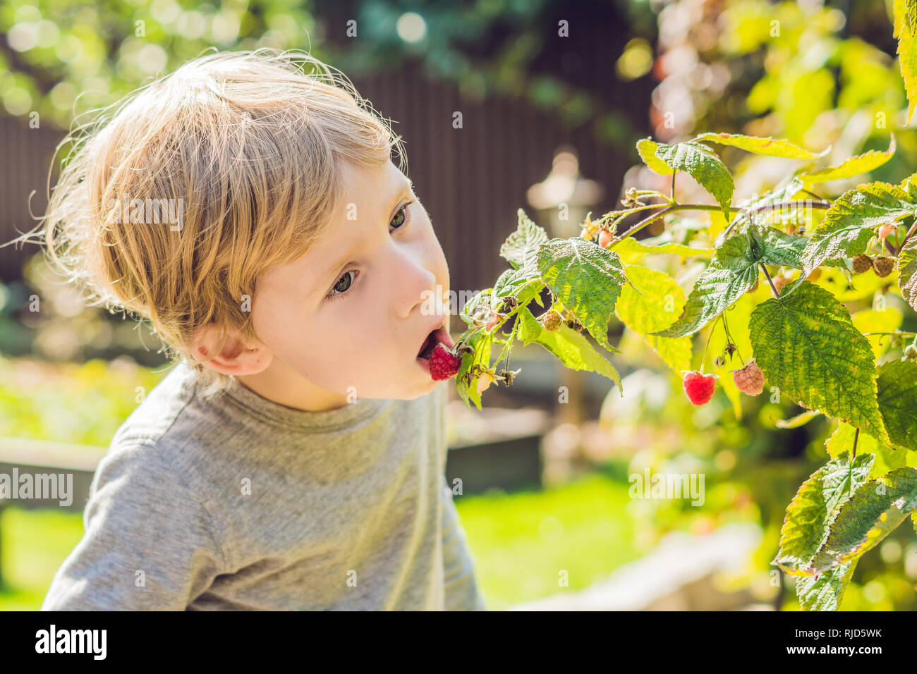 Child picking raspberry. Kids pick fresh fruit on organic raspberries ...