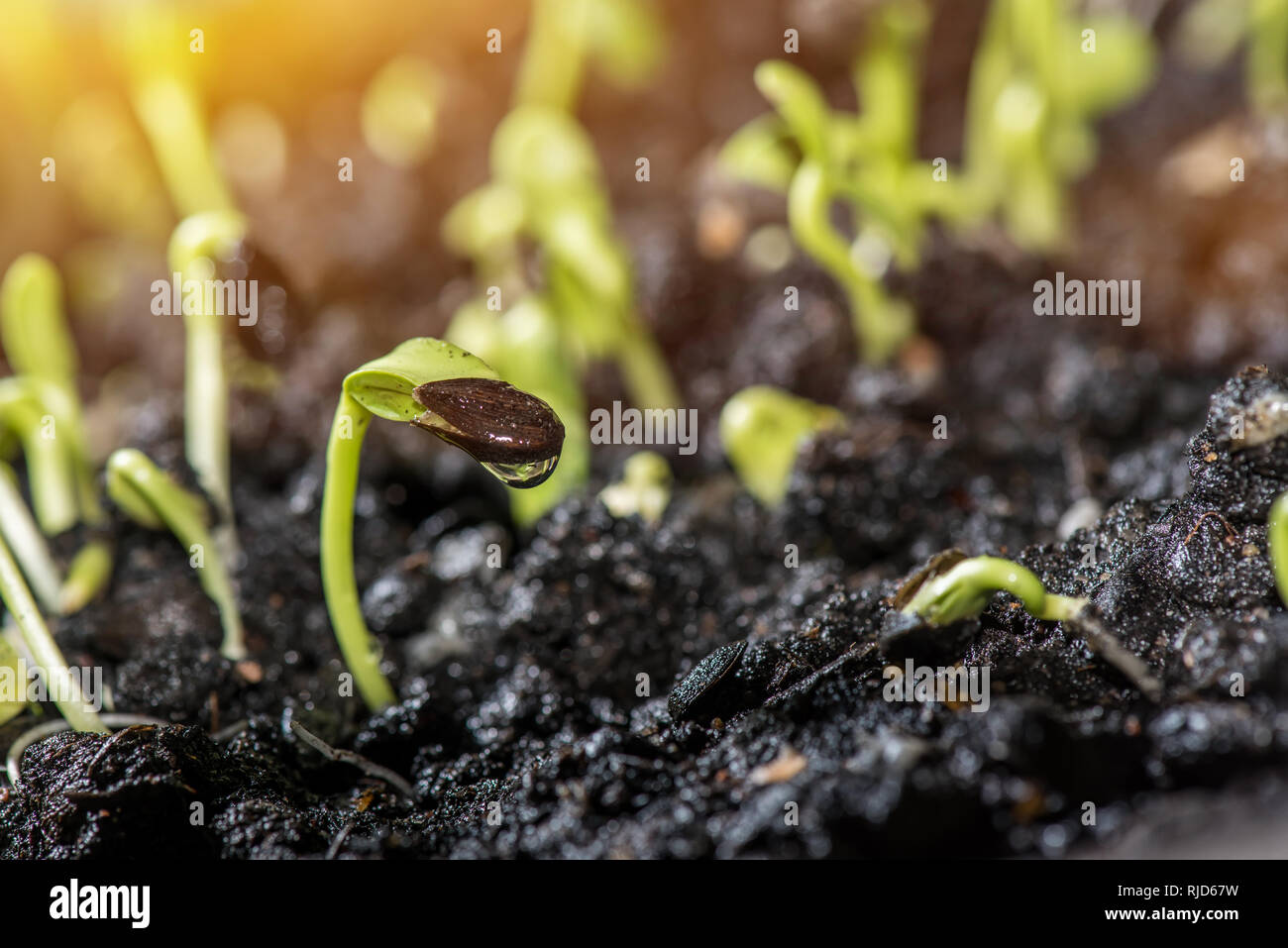 new born of plant and tree. Growth and fresh nature Stock Photo - Alamy