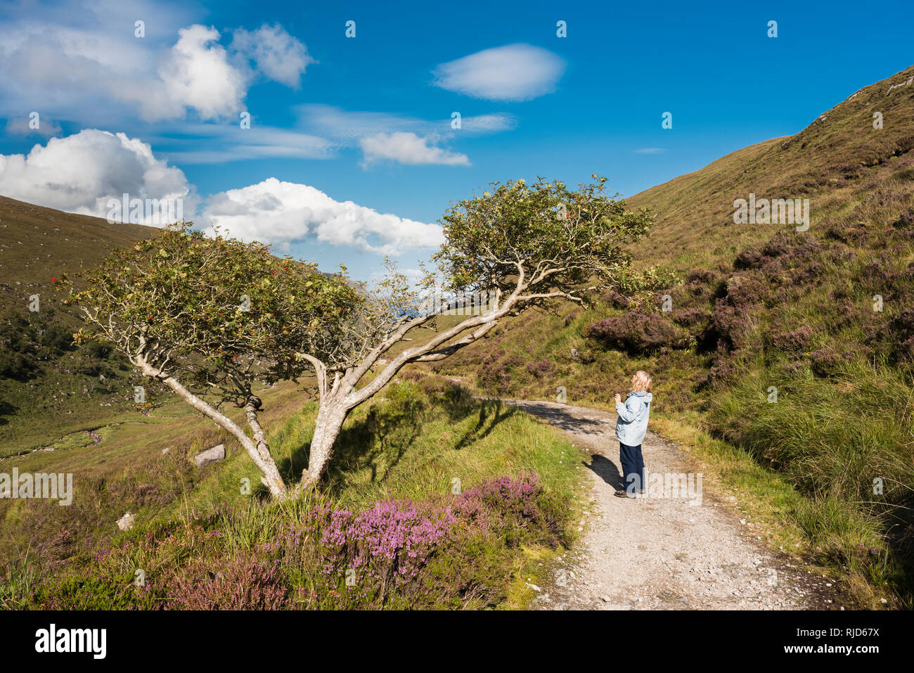 Female holly flower hi-res stock photography and images - Alamy