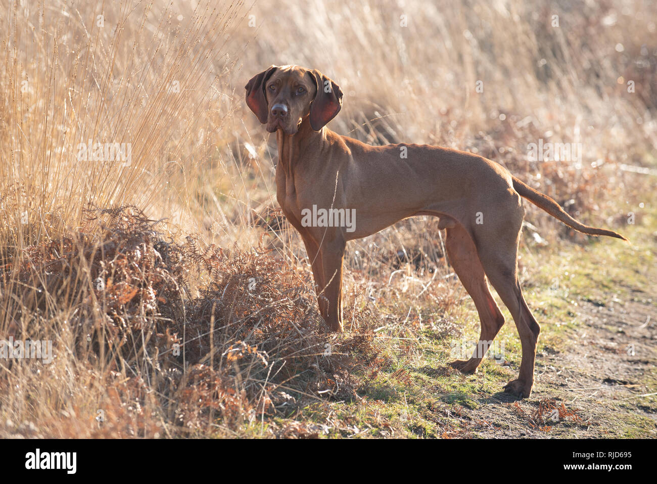 Male hungarian vizsla hi-res stock photography and images - Alamy