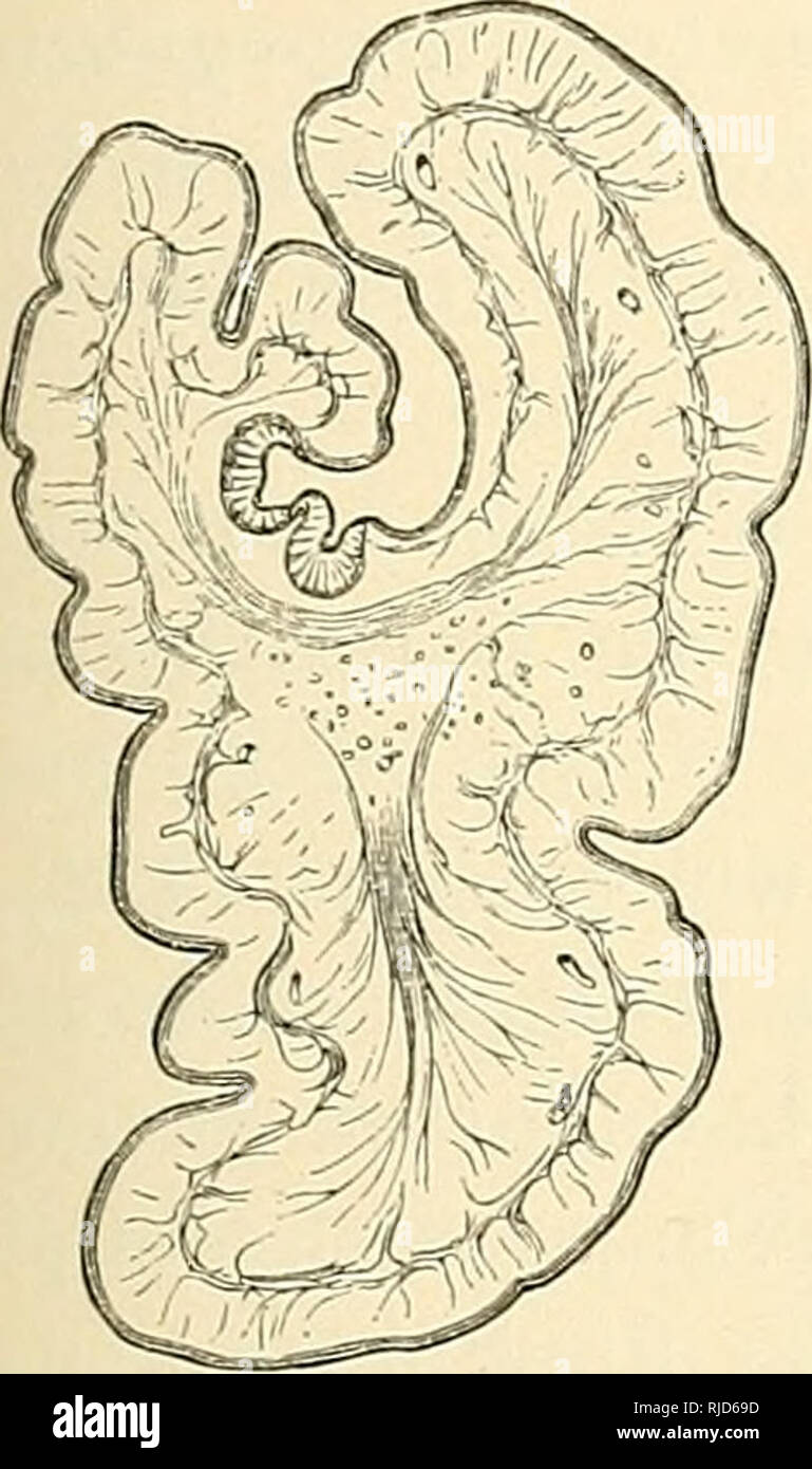 Coenurus hi-res stock photography and images - Alamy