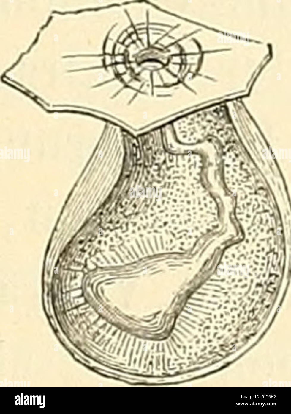 Cestodes High Resolution Stock Photography and Images - Alamy