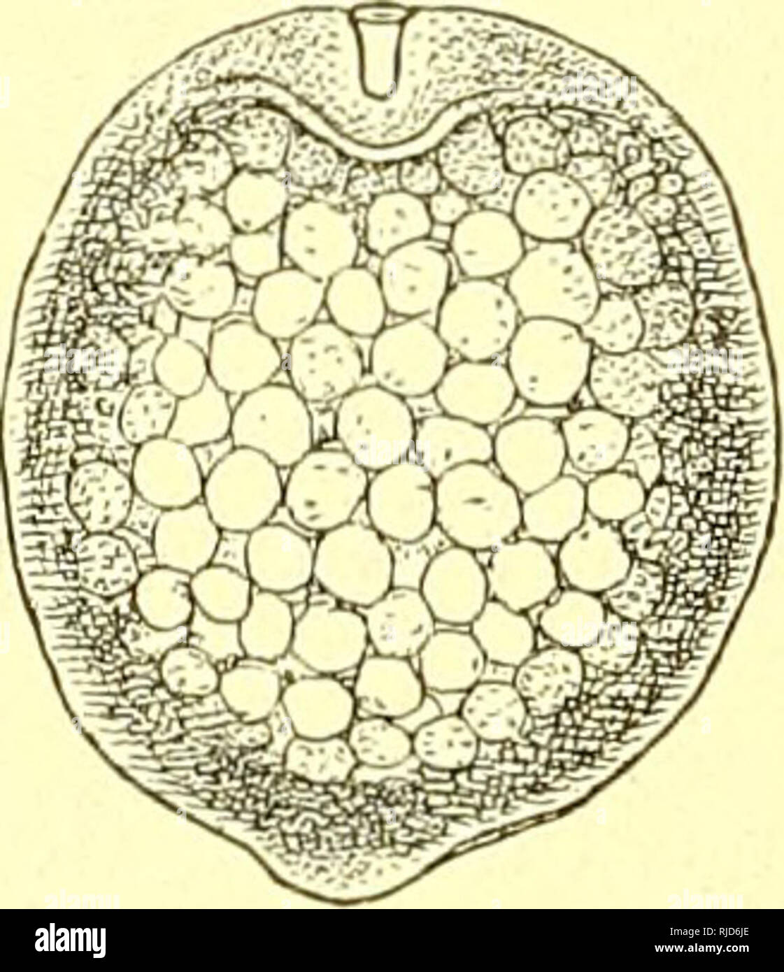Cestodes hi-res stock photography and images - Alamy