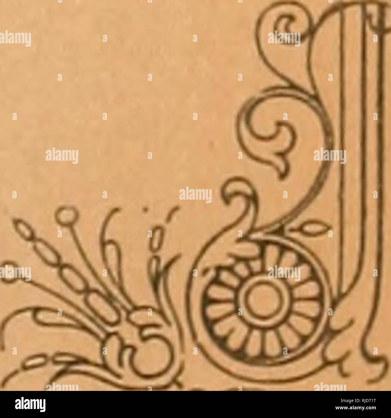 Cestodes High Resolution Stock Photography and Images - Alamy