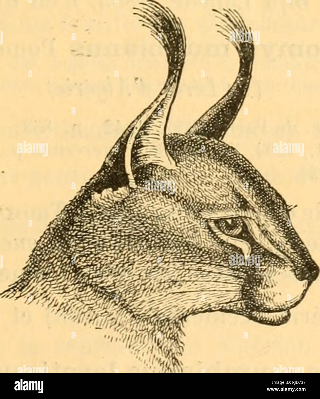 Lynx du nord lynx lynx lynx hi-res stock photography and images - Alamy