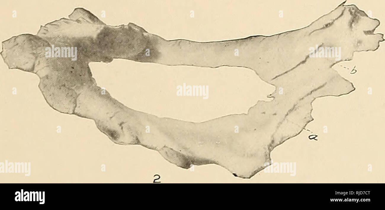 Parietal crest hi-res stock photography and images - Alamy