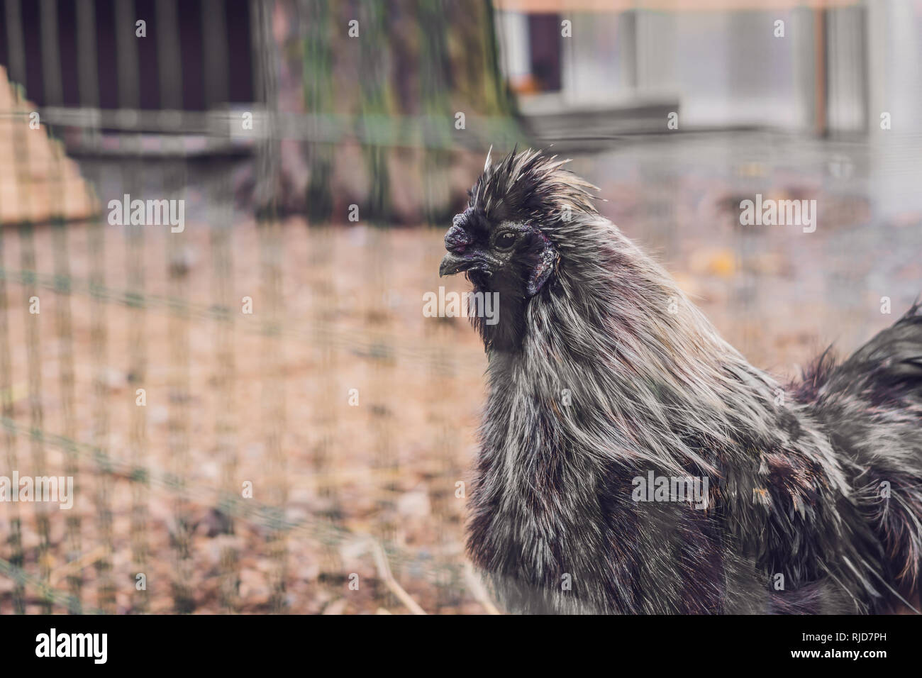 silkie chicken: gray rooster. Silkie - an unusual breed poultry with ...