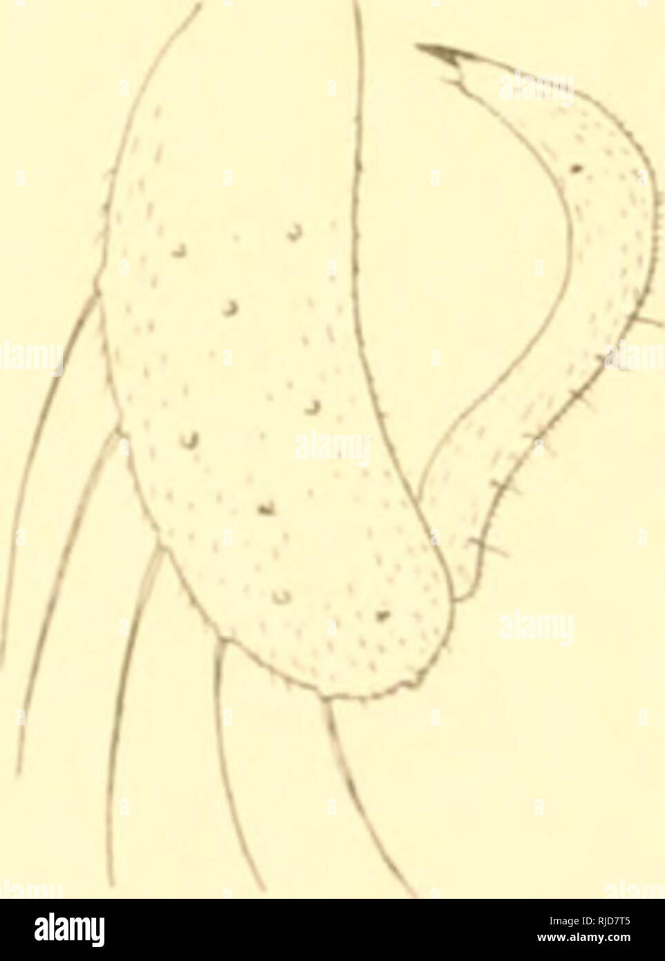 Panache blanc hi-res stock photography and images - Alamy