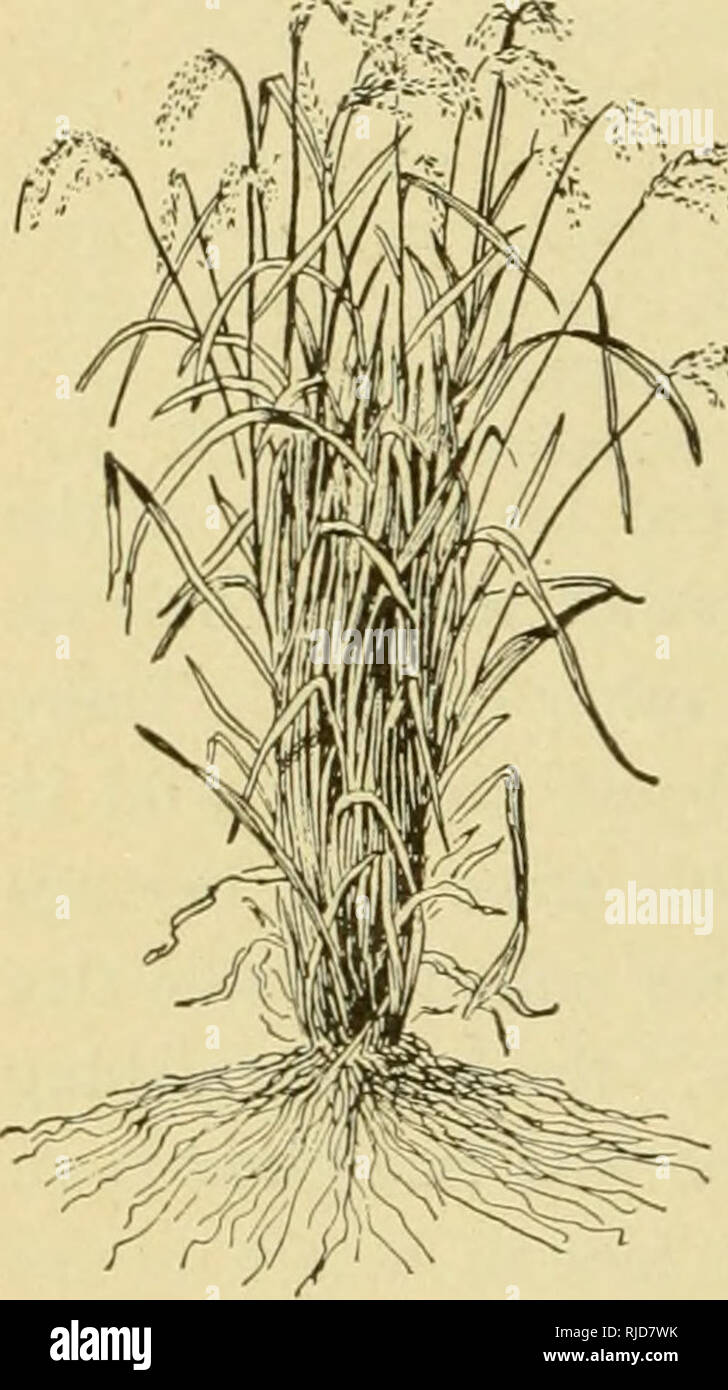 Panicle rice plant hi-res stock photography and images - Alamy