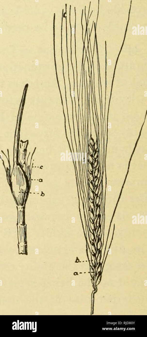 . The cereals in America. Grain. Six-rowed barley : on the left three ...