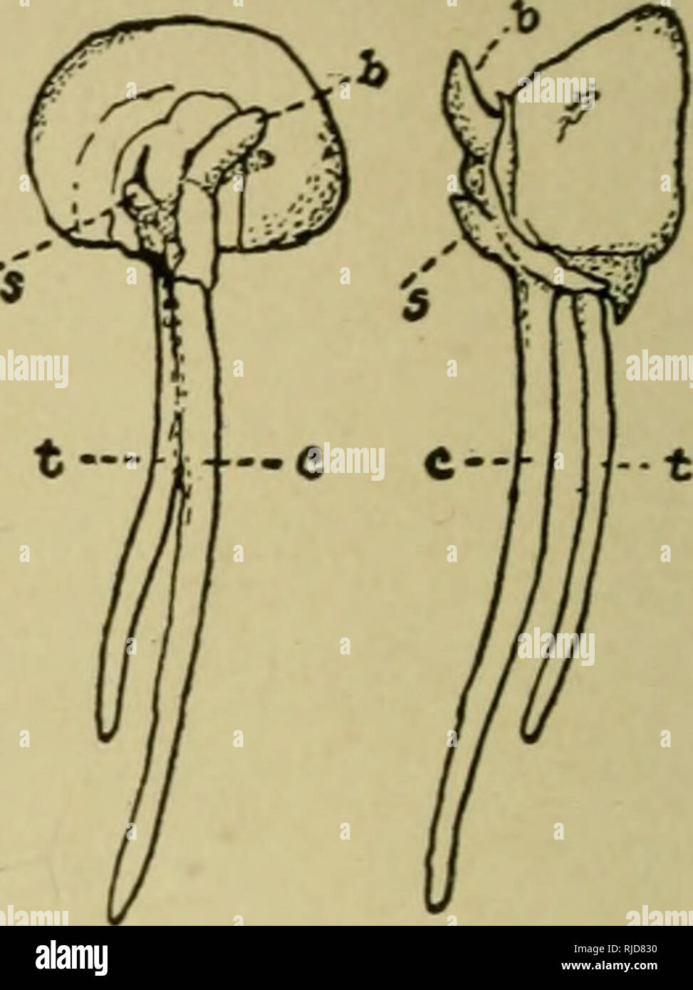 Variegated maize ears hi-res stock photography and images - Alamy
