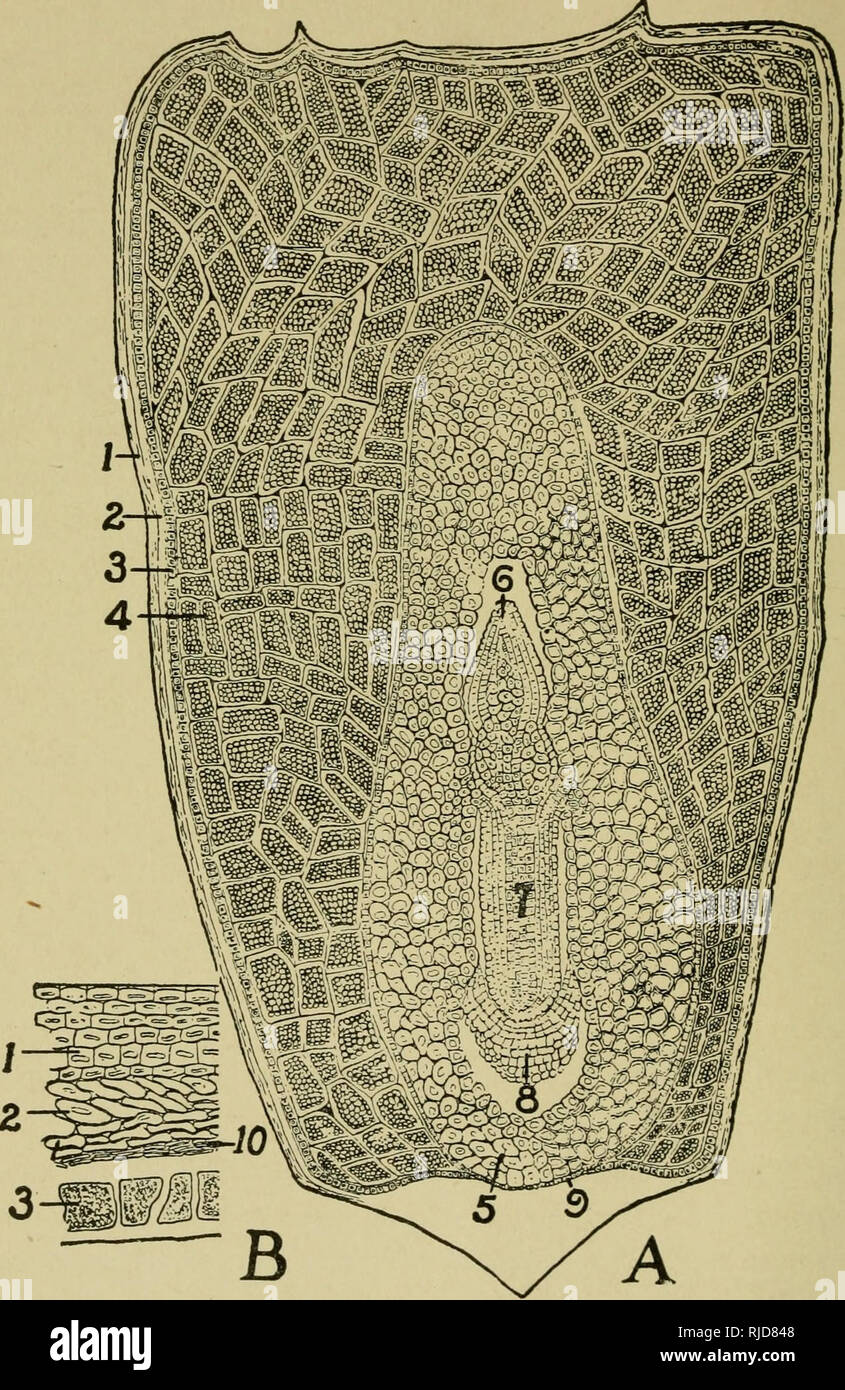 Internal root sheath hi-res stock photography and images - Alamy