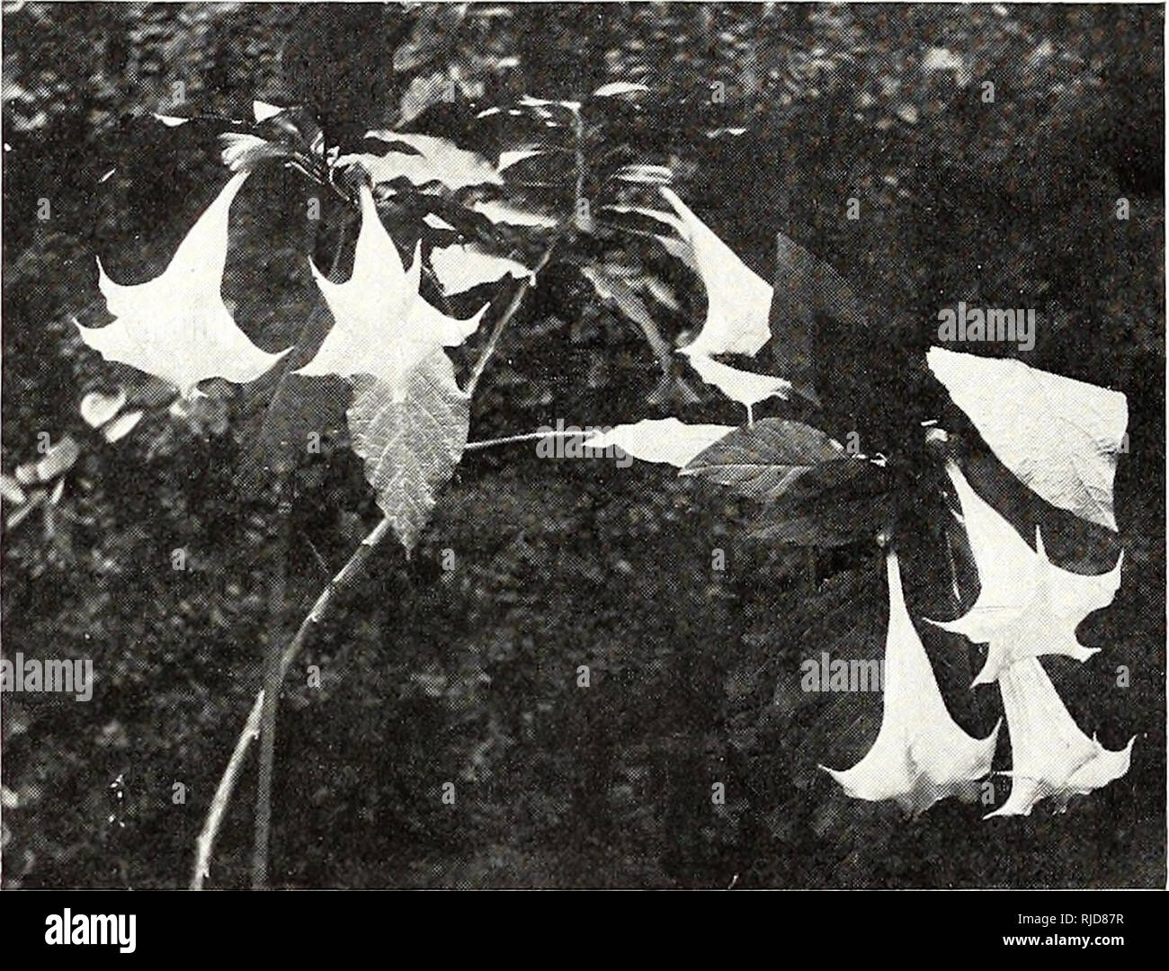 Gulielma hi-res stock photography and images - Alamy