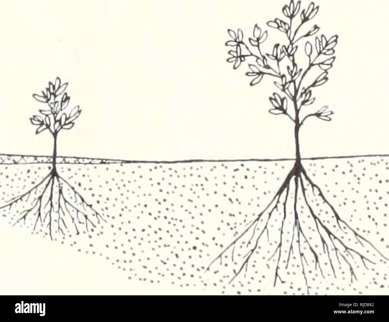 Root Wedging Diagram