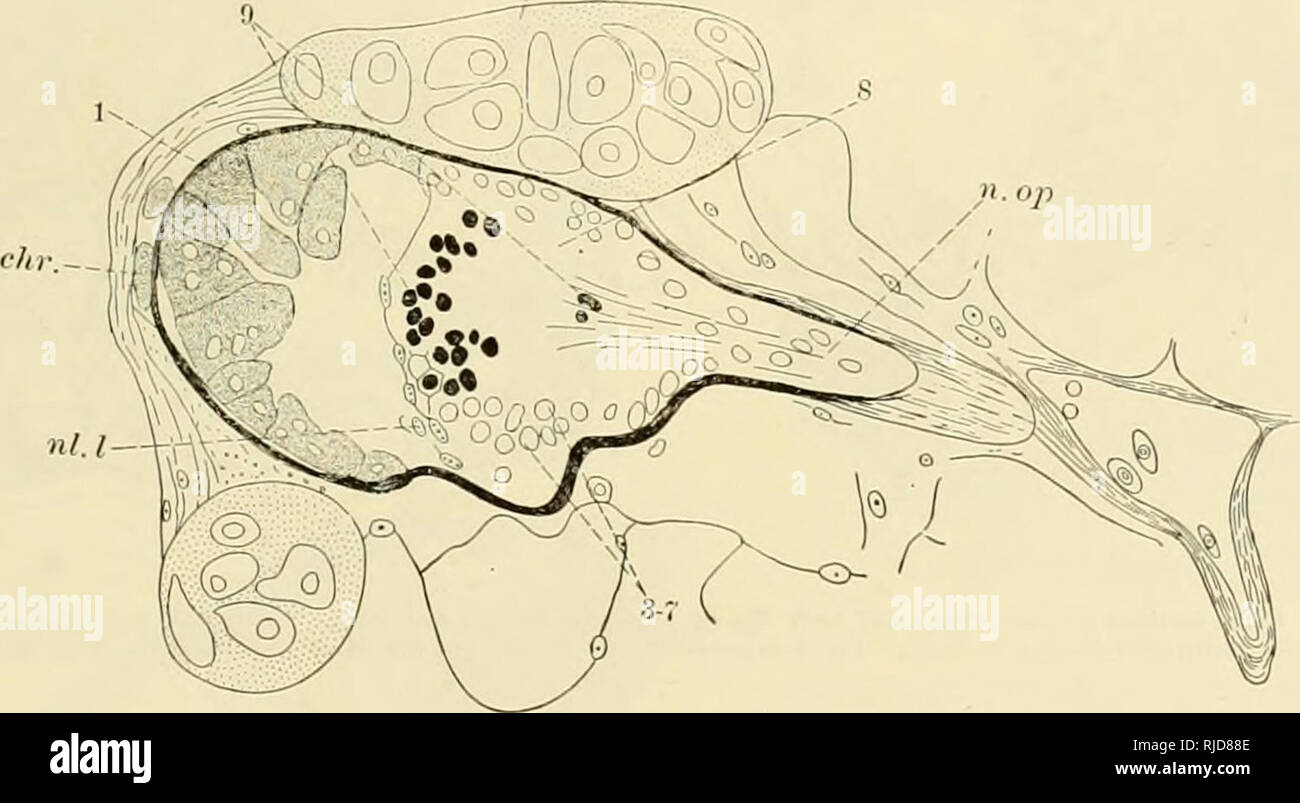 Membrane over eye hi-res stock photography and images - Alamy