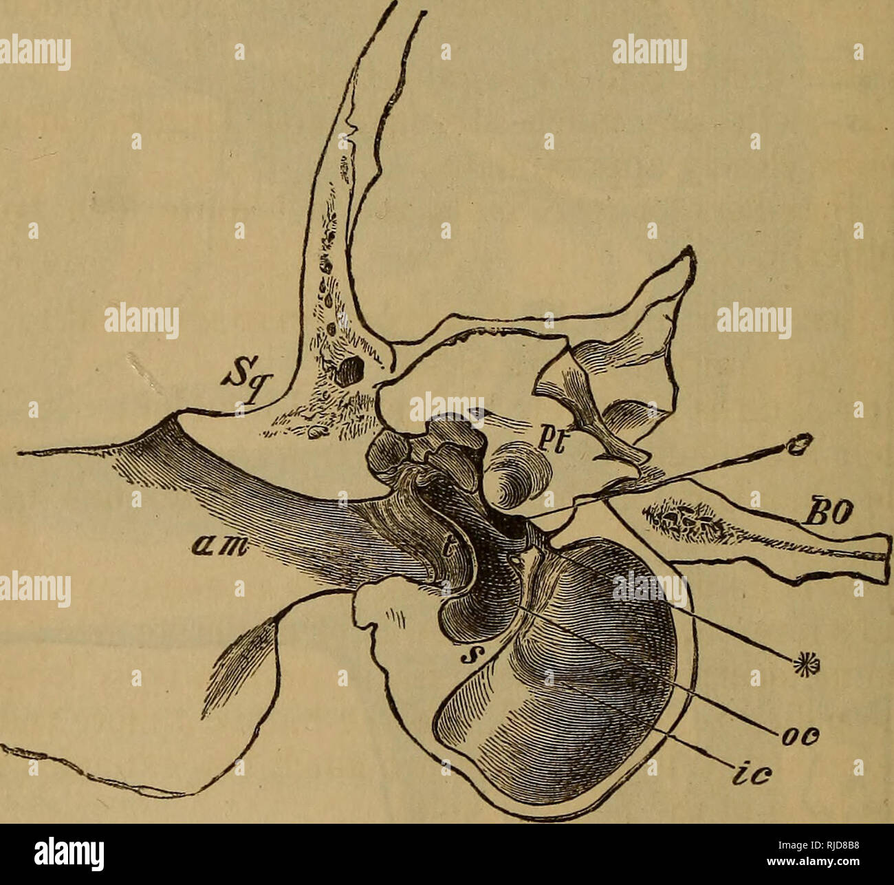 Retractile claws cat hi-res stock photography and images - Alamy