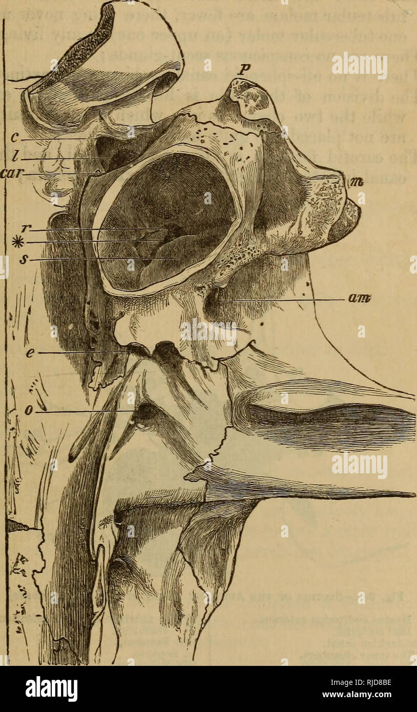 . The cat : an introduction to the study of backboned animals ...