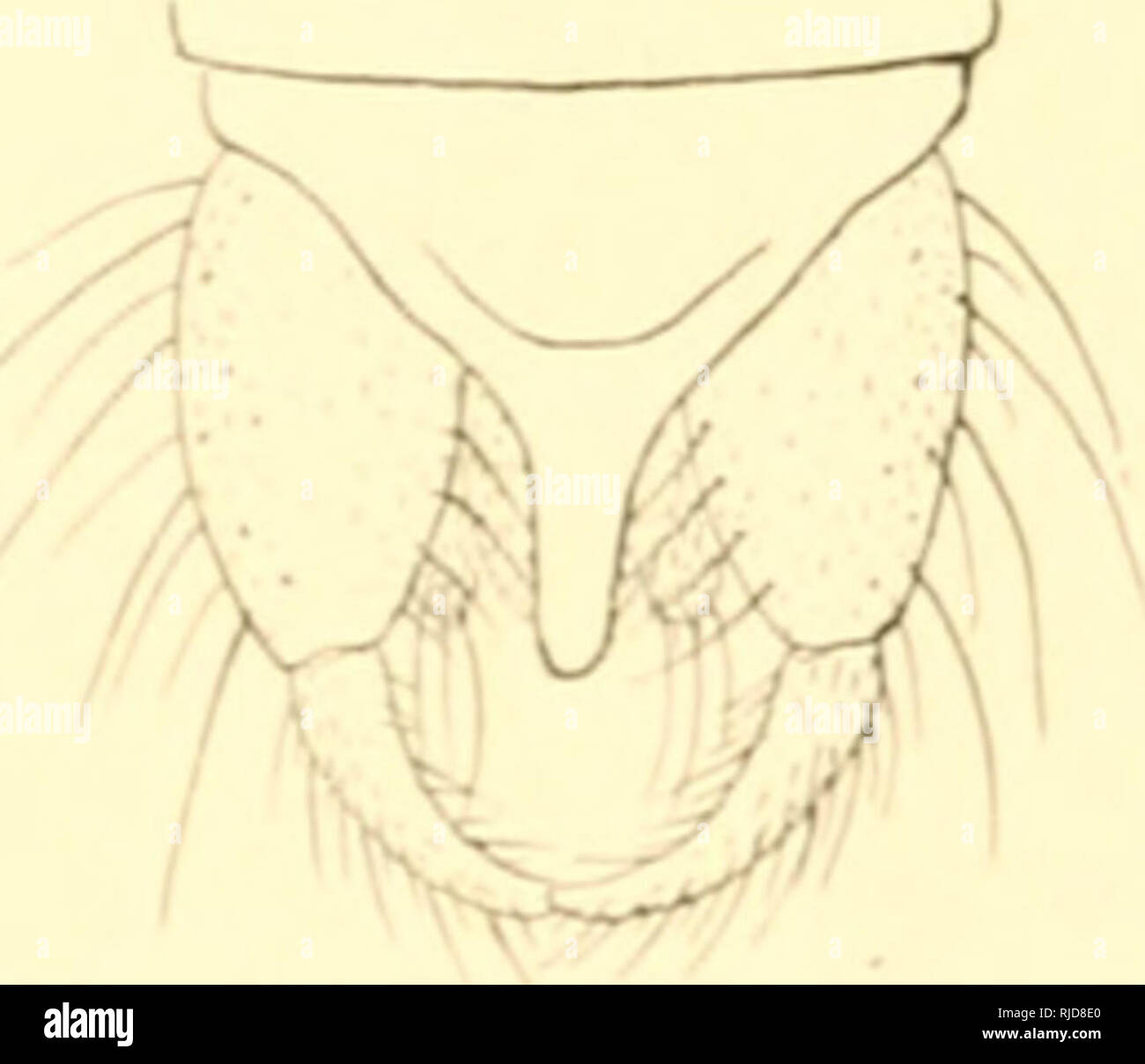 Murs de base hi-res stock photography and images - Alamy