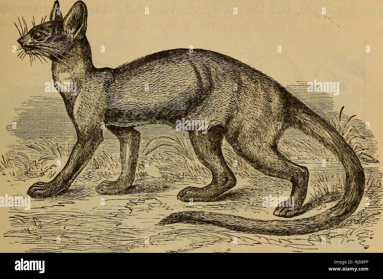. The cat : an introduction to the study of backboned animals ...