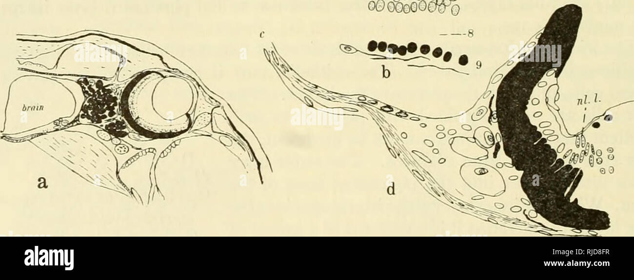 . Cave vertebrates of America; a study in degenerative evolution. Cave ...