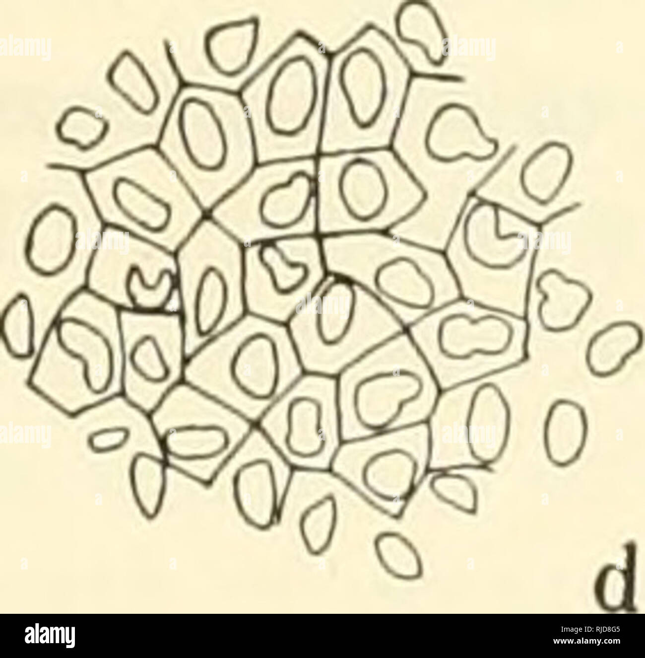 . Cave vertebrates of America; a study in degenerative evolution. Cave ...