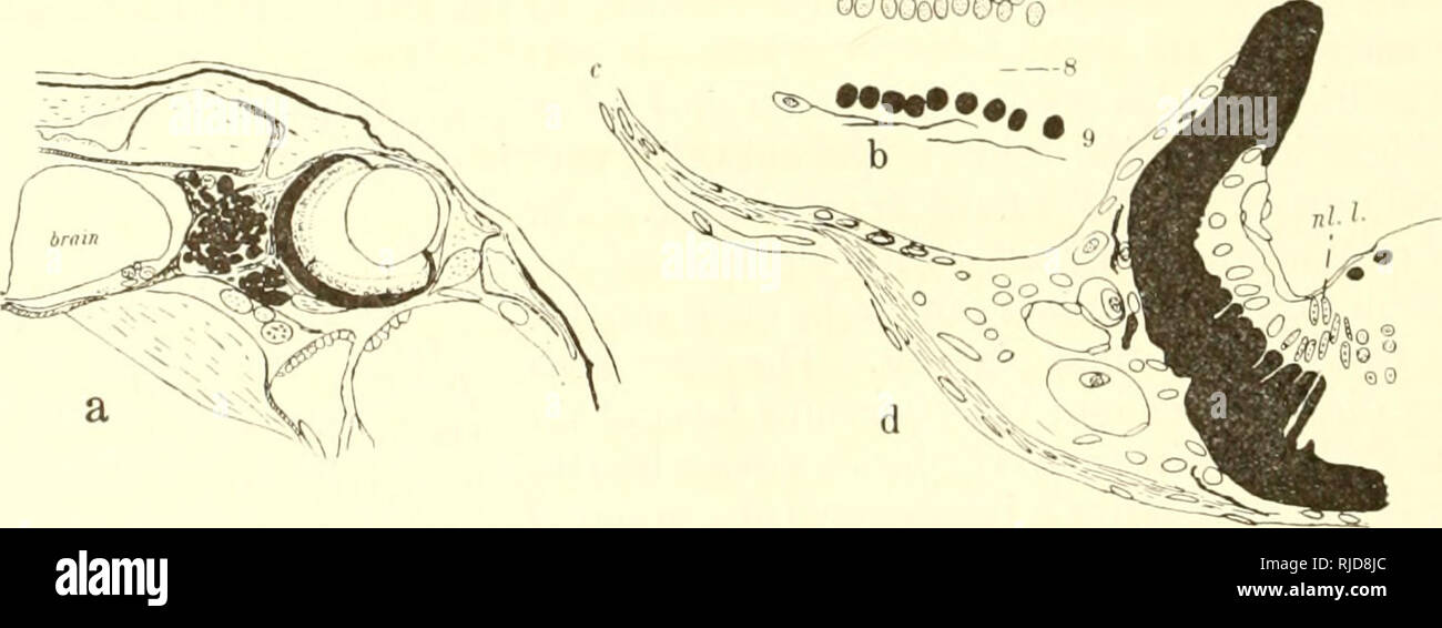 . Cave vertebrates of America; a study in degenerative evolution. Cave ...
