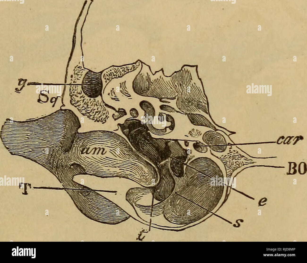 . The cat : an introduction to the study of backboned animals ...