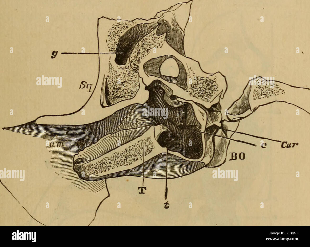 Foramen lacerum hi-res stock photography and images - Alamy