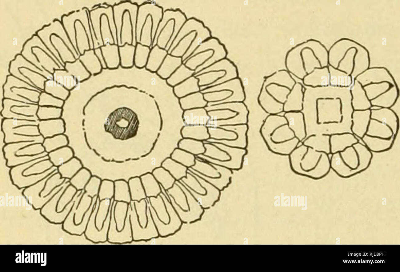 Rachi de hi-res stock photography and images - Alamy