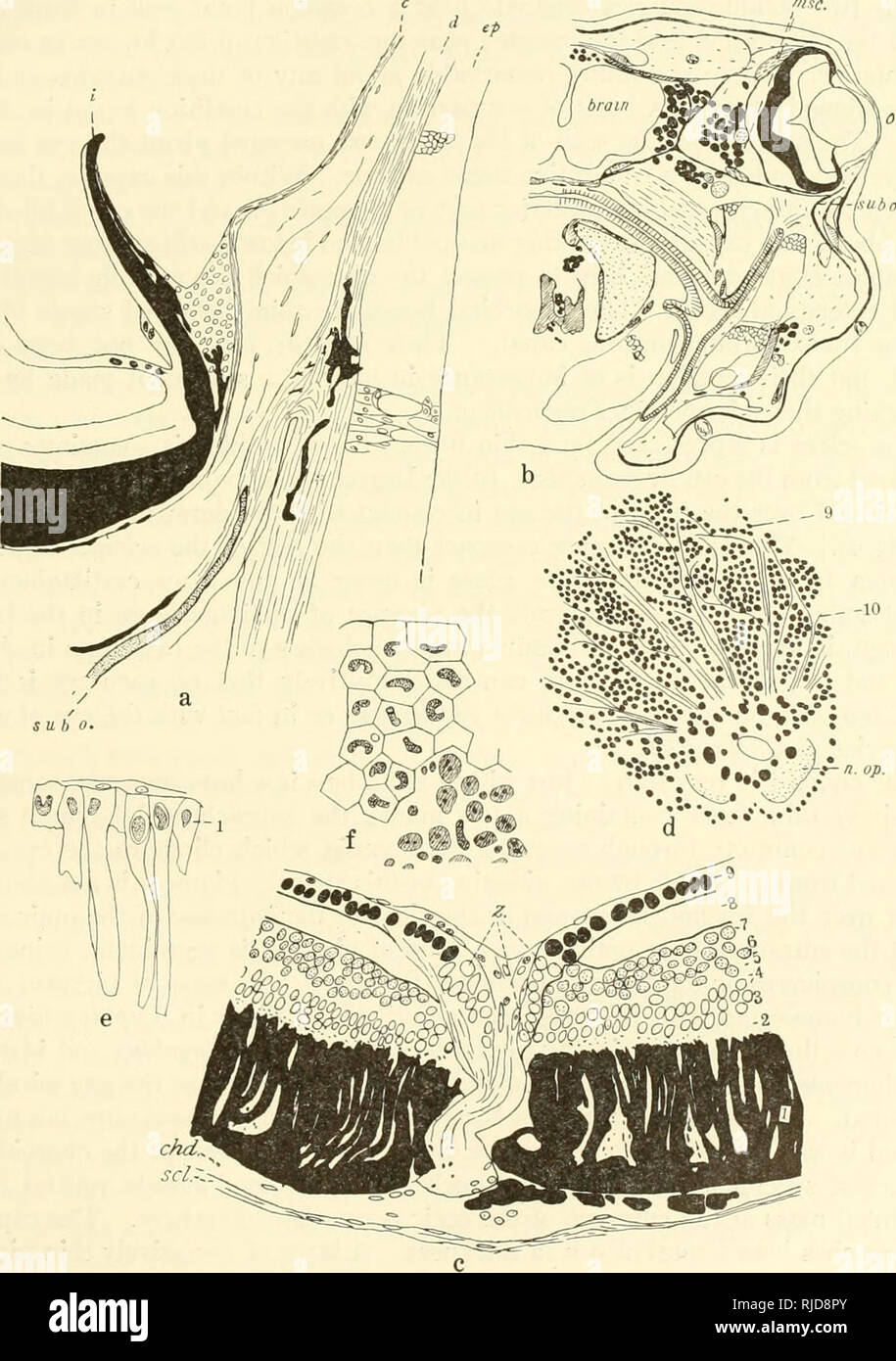 . Cave vertebrates of America; a study in degenerative evolution. Cave ...