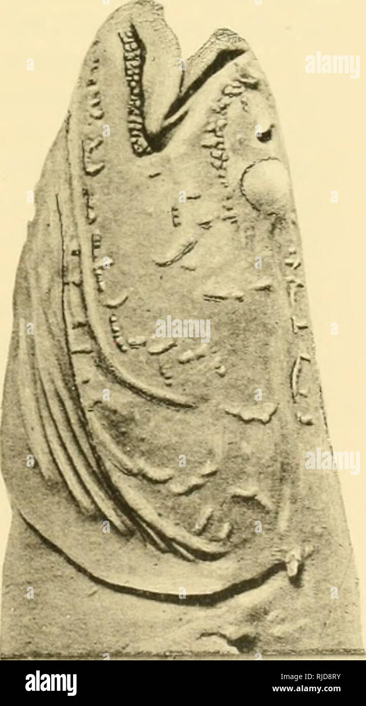 . Cave vertebrates of America; a study in degenerative evolution. Cave ...