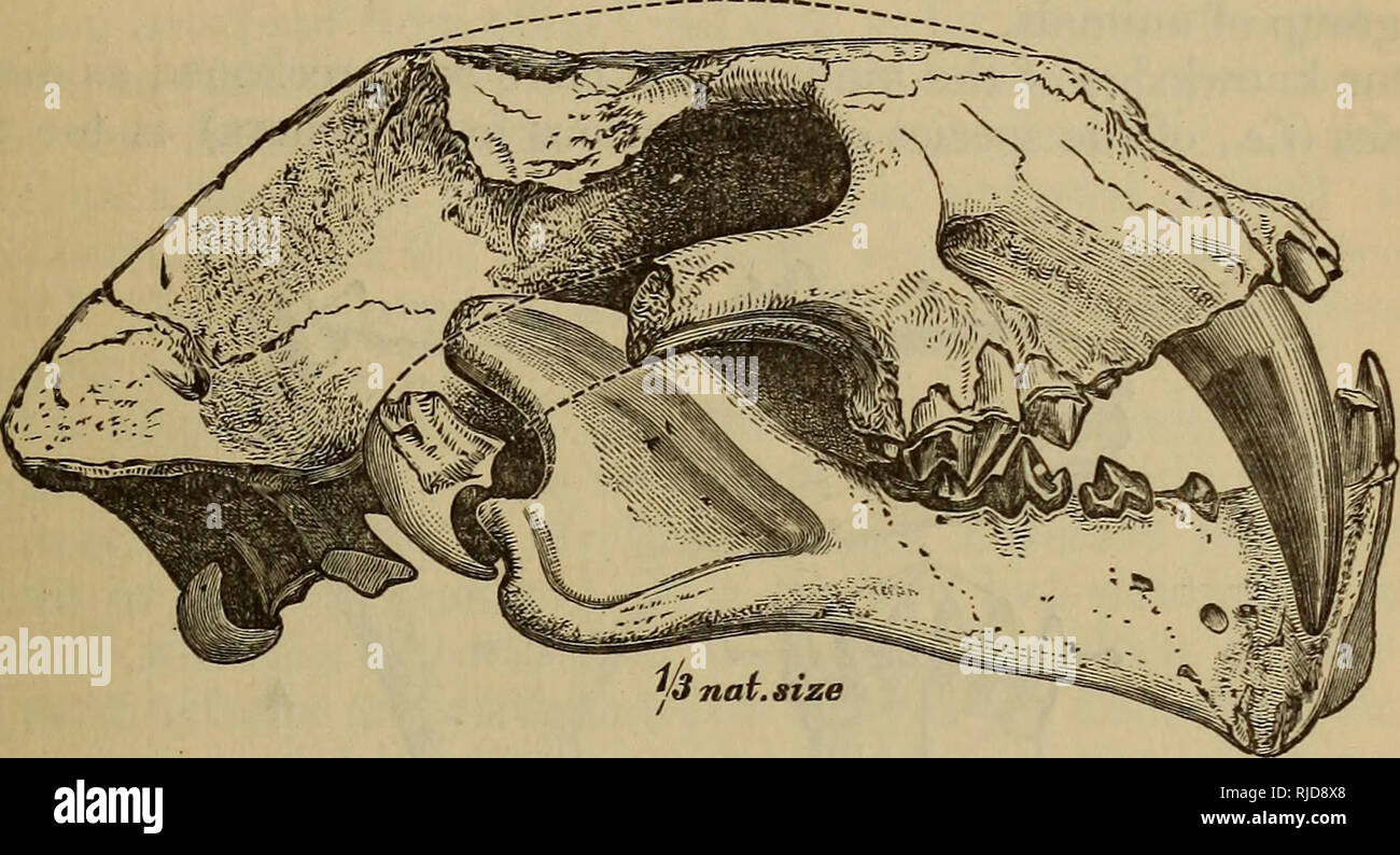 . The cat : an introduction to the study of backboned animals ...