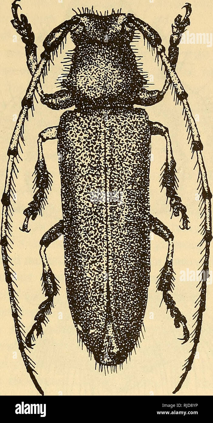 . Cerambycidae of Northern Asia. Cerambycidae; Beetles; Cerambycidae ...