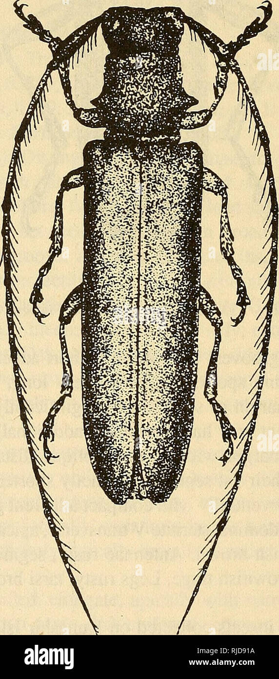. Cerambycidae of Northern Asia. Cerambycidae; Beetles; Cerambycidae ...