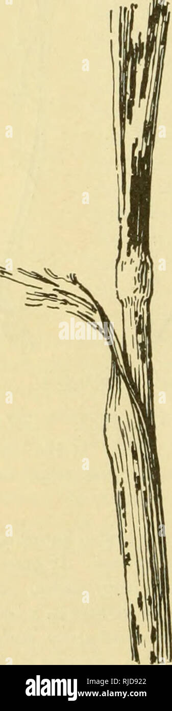 Tards hi-res stock photography and images - Alamy