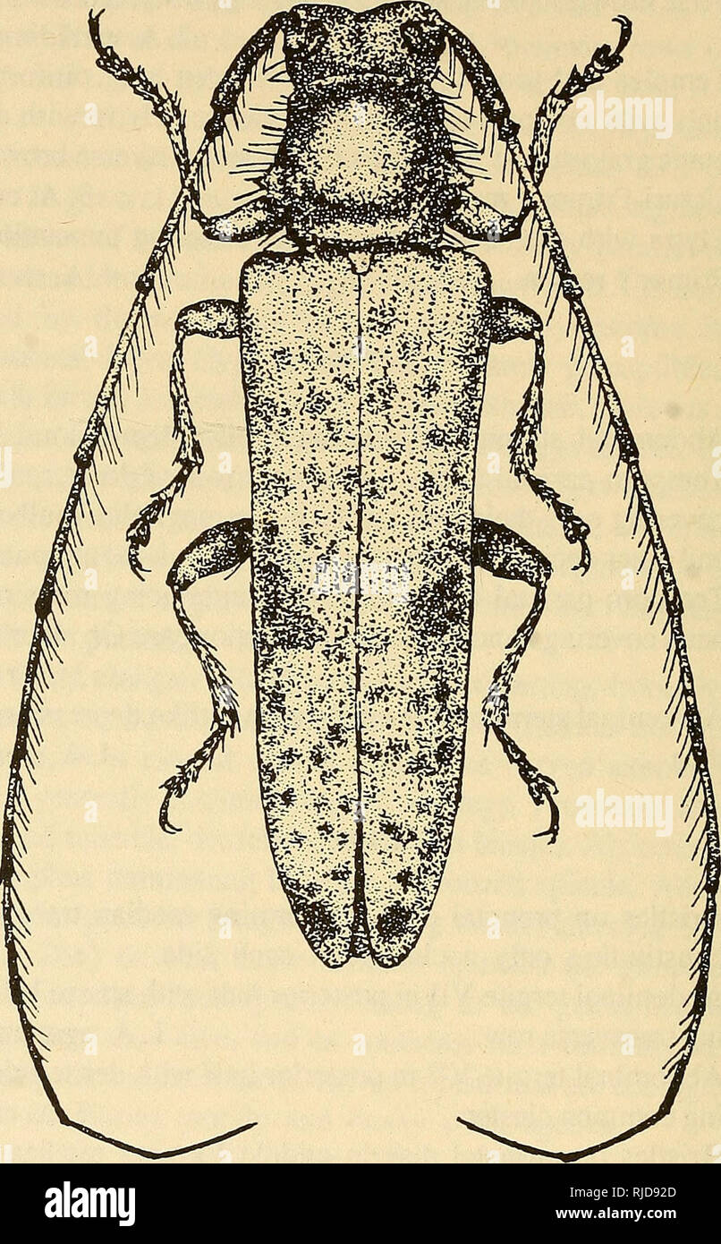 . Cerambycidae of Northern Asia. Cerambycidae; Beetles; Cerambycidae ...