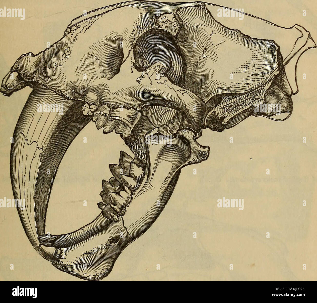 Anatomy of smilodon hi-res stock photography and images - Alamy