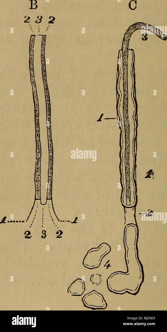 . The cat : an introduction to the study of backboned animals ...