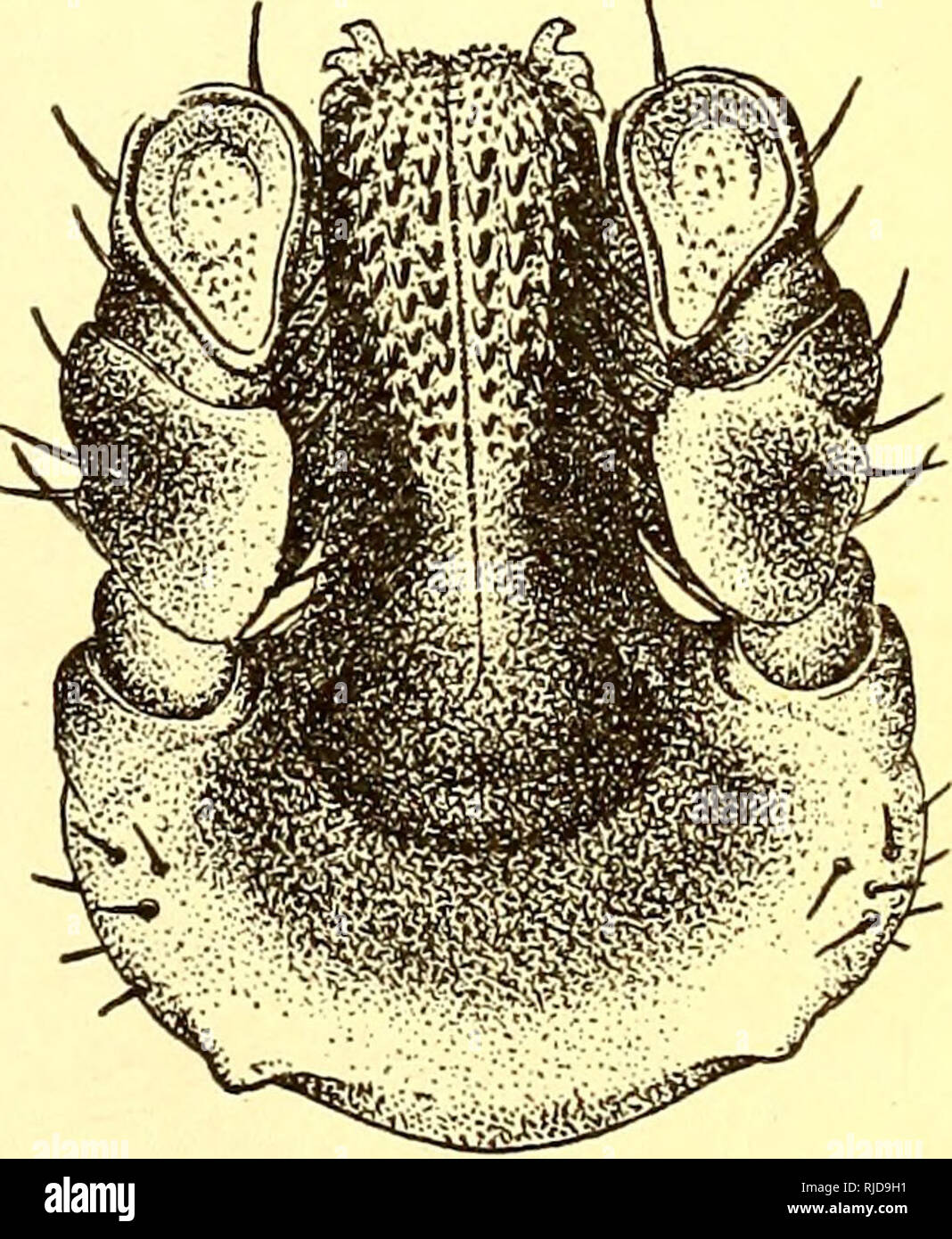 . Cattle ticks (Ixodoidea) of the United States. Ixodidae; Ticks. 217 ...