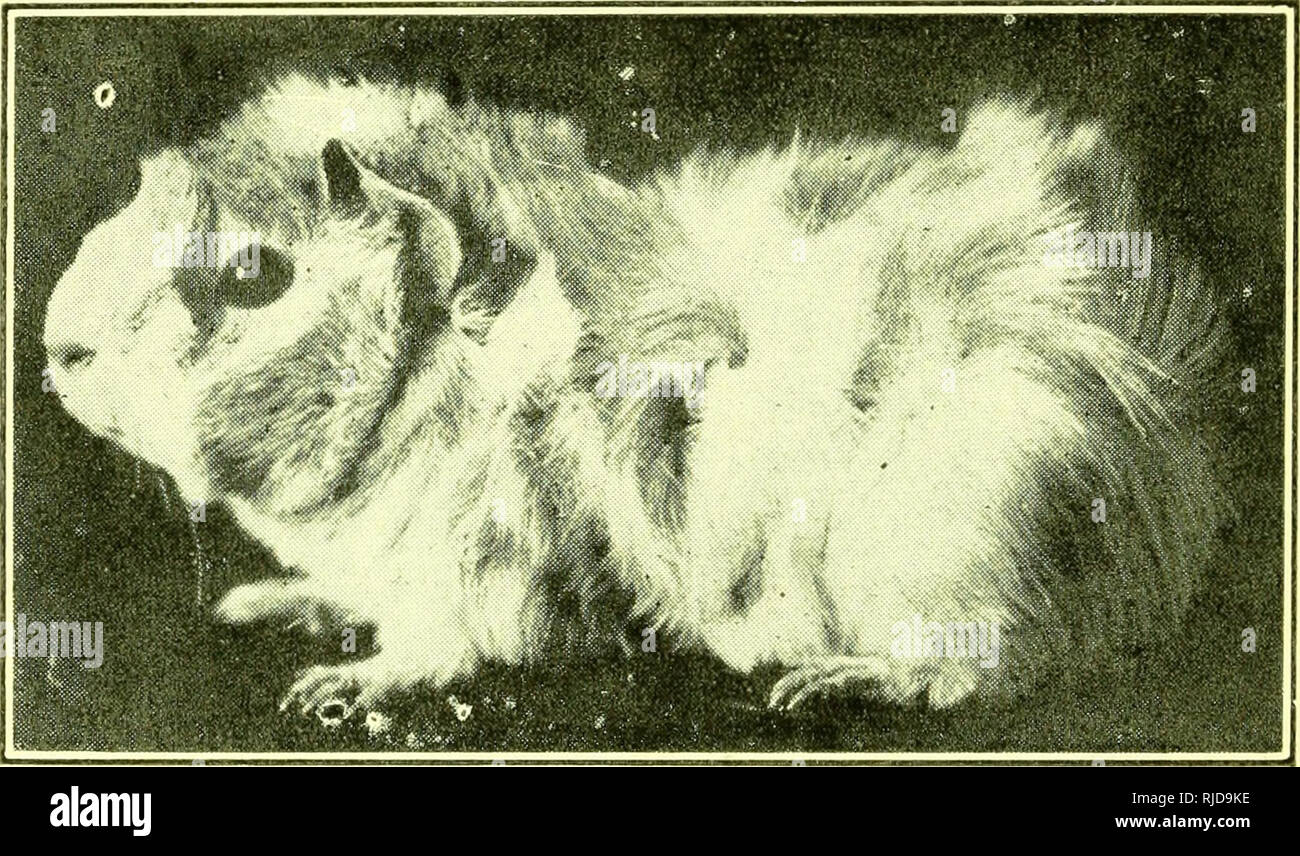 Abyssinian guinea pigs hi-res stock photography and images - Alamy