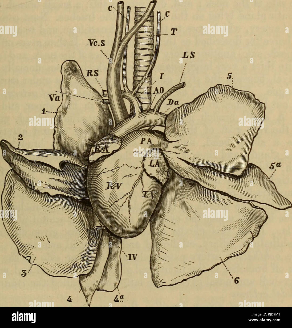 . The cat : an introduction to the study of backboned animals ...