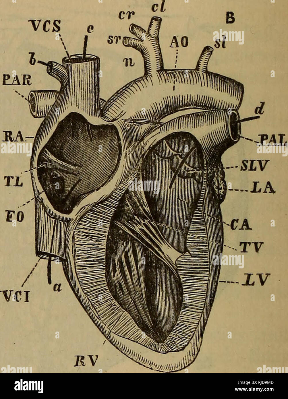 . The cat : an introduction to the study of backboned animals ...
